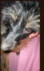 ReportsPlus - External MDT [NEW Custom Reports] - Script Modifications & Plugins - LCPDFR.com